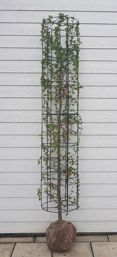 Hornbeam Topiary Columns. Carpinus Betulus Topiary Columns