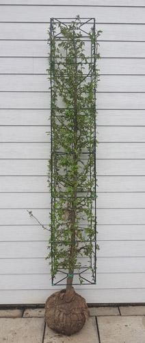 Hornbeam Topiary Columns. Carpinus Betulus Topiary Columns