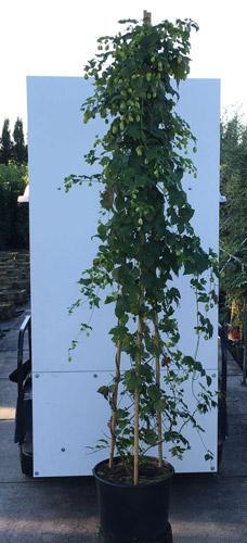 Humulus Lupulus or Common Hop Native Deciduous Climber
