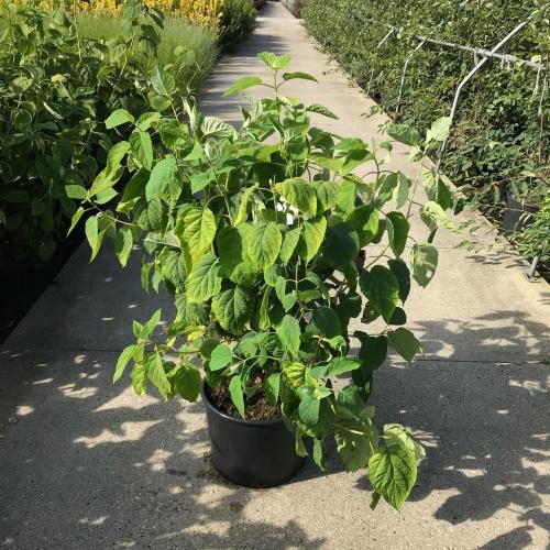 Hydrangea Arborescens Strong Annabelle Hardy Variety