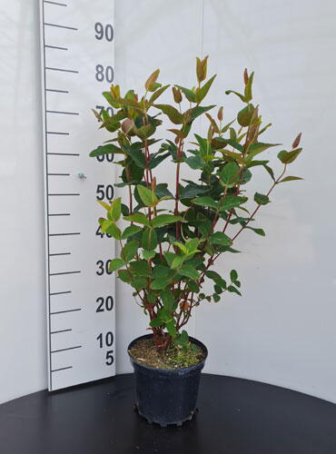 Hypericum Inodorum Magical Impression Kolmagimpre