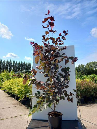 Cercis Canadensis Merlot Eastern Redbud Merlot For Sale UK