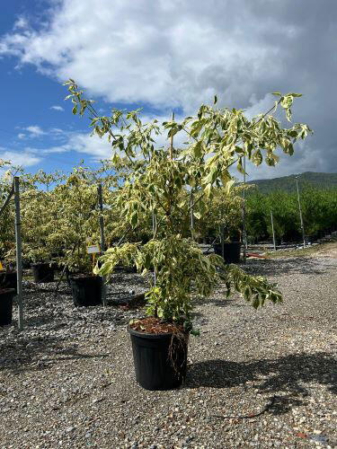 Cornus Controversa Variegata. Wedding Cake Tree. Buy Online.