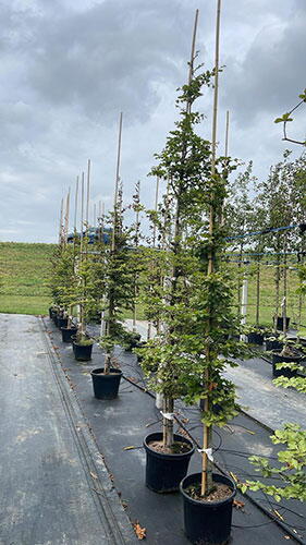 Fagus Sylvatica Full Standard Tree Full Standard Beech Trees