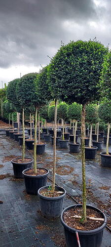 Topiary Privet Lollipop Trees. Ligustrum Topiary Online UK