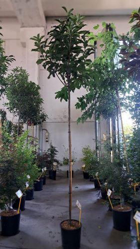 Photinia Serratifolia Crunchy Full Standard Shaped Tree