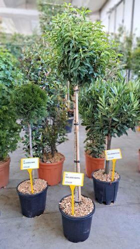 Portugese Laurel Tree. Prunus Lusitanica Topiary Full Standard Tree.