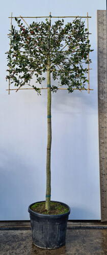 Ilex Aquifolium Nellie Stevens Pleached Trees. Mature Buy UK