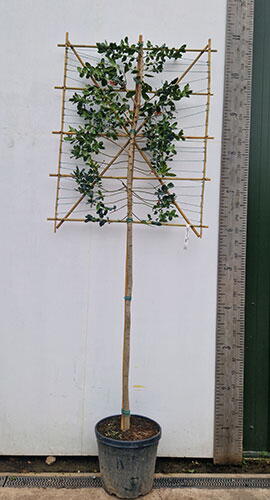 Ilex Aquifolium Nellie Stevens Pleached Trees. Mature Buy UK