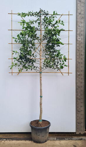 Ilex Aquifolium Nellie Stevens Pleached Trees. Mature Buy UK