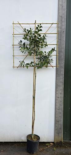 Ilex Aquifolium Nellie Stevens Pleached Trees. Mature Buy UK