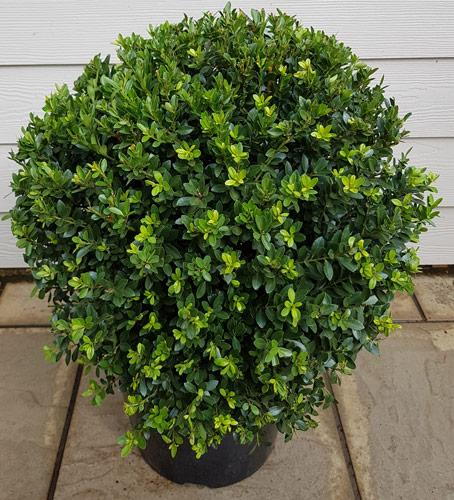 Ilex Crenata Topiary Balls. Japanese Holly Globes Buy UK