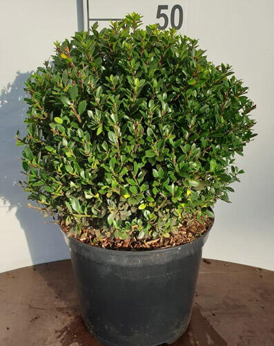 Ilex Crenata Topiary Balls. Japanese Holly Globes Buy UK
