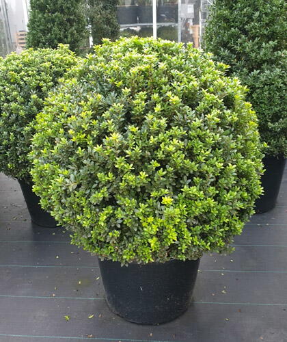 Ilex Crenata Topiary Balls. Japanese Holly Globes Buy UK