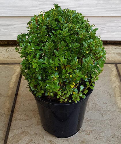 Ilex Crenata Topiary Balls. Japanese Holly Globes Buy UK