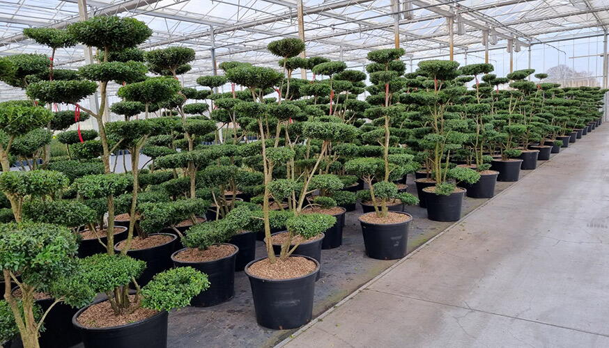 Ilex Crenata. Cloud Trees. Topiary Cloud Tree Japanese Holly