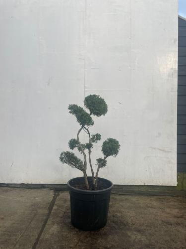 Ilex Crenata Topiary Pom Pom Bonsai Japanese Holly Topiary