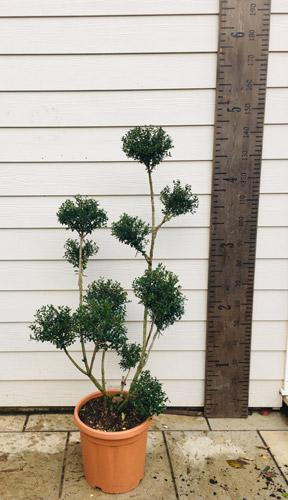 Ilex Crenata Topiary Pom Pom Bonsai Japanese Holly Topiary