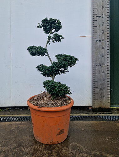 Ilex Crenata Topiary Pom Pom Bonsai Japanese Holly Topiary