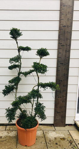 Ilex Crenata Topiary Pom Pom Bonsai Japanese Holly Topiary