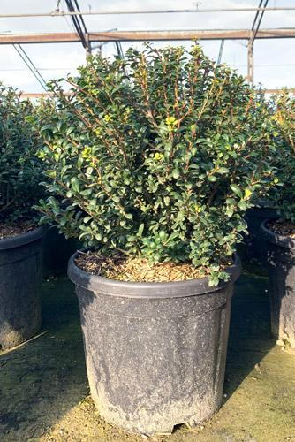Ilex Crenata Stokes Topiary Globes Japanese Holly Topiary