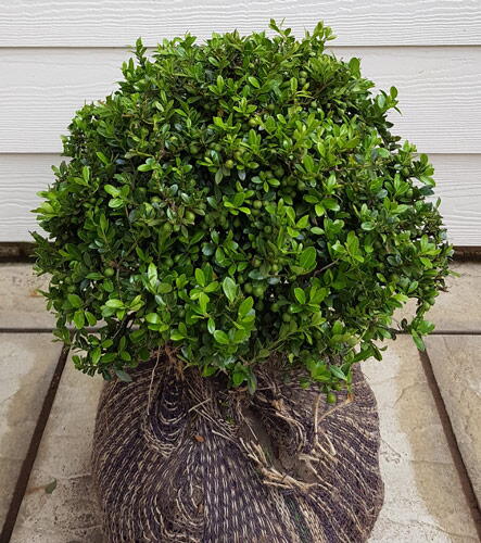 Ilex Crenata Stokes Topiary Globes Japanese Holly Topiary