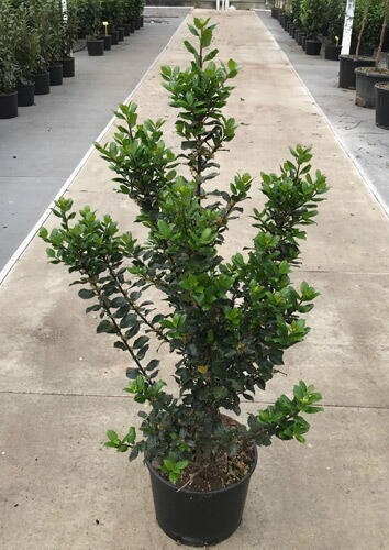Ilex Meserveae Blue Prince Blue Holly Shrub Online UK & IRL