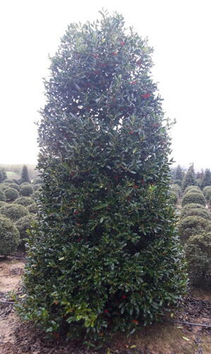 Ilex Nellie R Stevens. Hybrid Holly Nellie R Stevens - UK