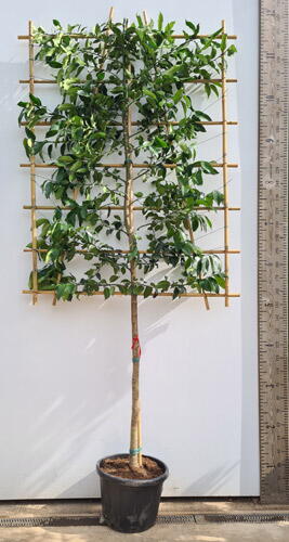 Ilex Koehneana Chestnut Leaf Holly Pleached Trees For Sale UK