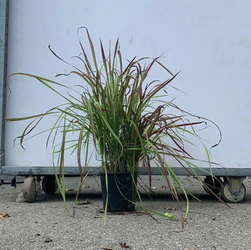 Imperata Red Baron or Japanese Blood Grass Ornamental Grass
