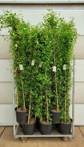 Jasminum Stephanense. Stephan Jasmine. Pink Summer Jasmin