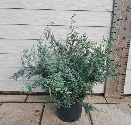 Juniper Grey Owl Juniperus Virginiana Grey Owl Buy Online UK