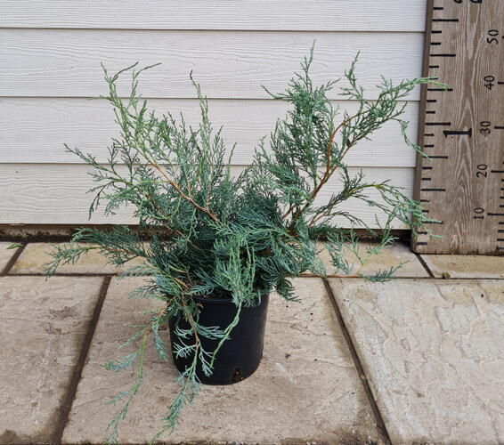 Juniper Grey Owl Juniperus Virginiana Grey Owl Buy Online UK