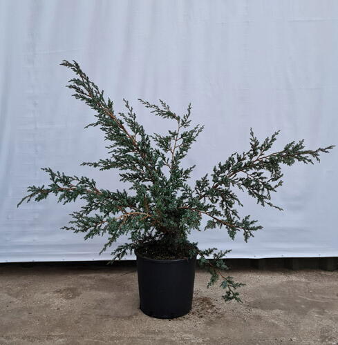Juniperus Chinensis Blue Alps. Chinese Juniper Blue Alps
