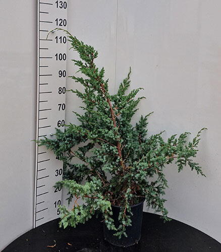 Juniperus Chinensis Blue Alps. Chinese Juniper Blue Alps