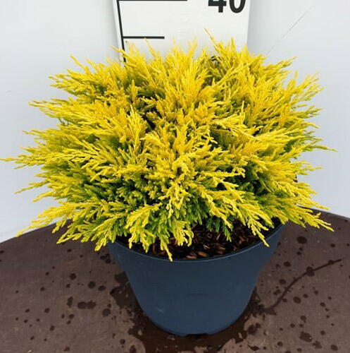 Juniperus Horizontalis Limeglow Creeping Juniper Dwarf Shrub