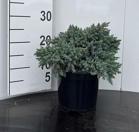 Juniperus Squamata Blue Star Flaky Juniper Dwarf Conifer
