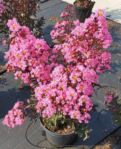 Lagerstroemia Indica Rosea Grassi Crape Myrtle for Sale