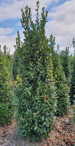 Buy Bay Trees Online. Laurus Nobilis Bay Leaf Shrub UK