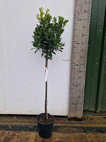 Organic Bay Leaves Bay Laurel Tree (Laurus Nobilis) – Live Bay Leaf ...