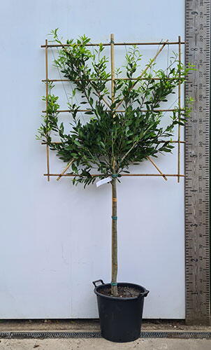 Pleached Bay Trees Pleached Lauris Nobilis for Sale Online