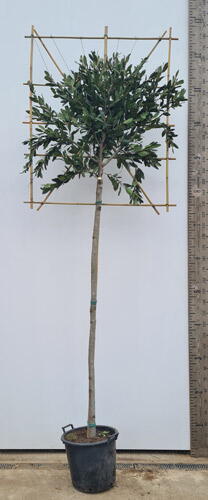 Pleached Bay Trees Pleached Lauris Nobilis for Sale Online