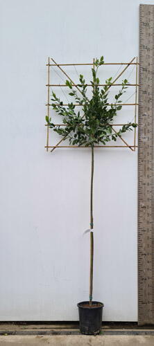 Pleached Bay Trees Pleached Lauris Nobilis for Sale Online