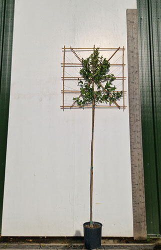 Pleached Bay Trees Pleached Lauris Nobilis for Sale Online