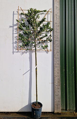 Pleached Bay Trees Pleached Lauris Nobilis for Sale Online