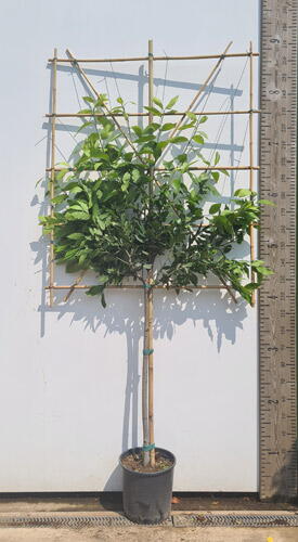 Pleached Bay Trees Pleached Lauris Nobilis for Sale Online