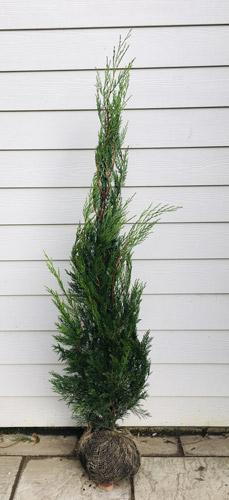 Leylandii Root Balls. Leyland Cypress Root Balls for Hedging