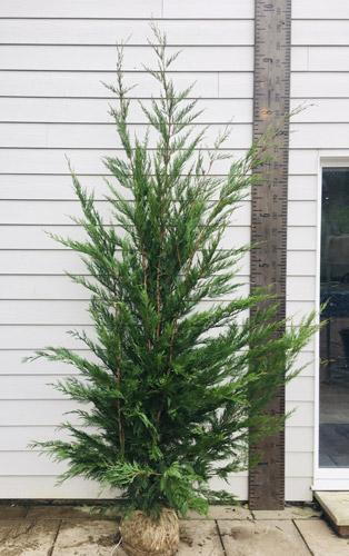 Leylandii Root Balls. Leyland Cypress Root Balls for Hedging