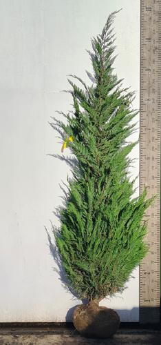 Leylandii Root Balls. Leyland Cypress Root Balls for Hedging