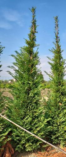 Leylandii Root Balls. Leyland Cypress Root Balls for Hedging